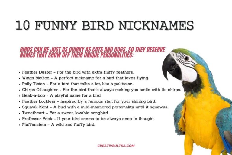 50 Funny Animal Nicknames To Give Your Wild Friends