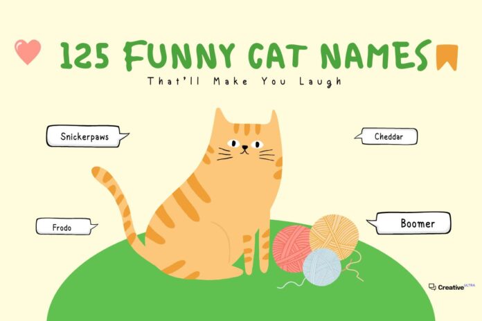 125 Funny Cat Names That’ll Make You Laugh