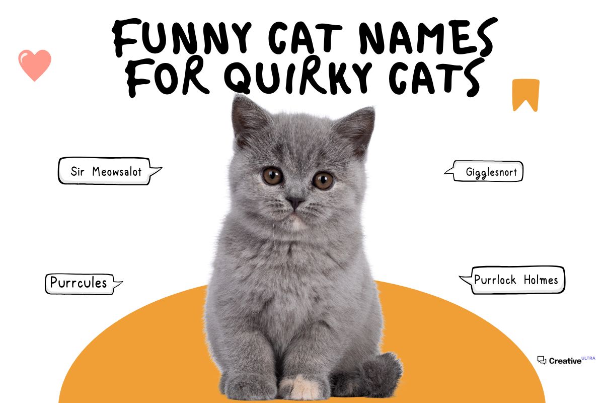 125 Funny Cat Names That’ll Make You Laugh