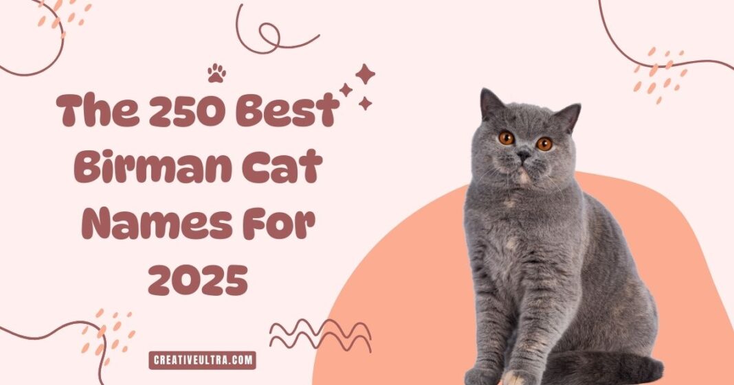 The 250 Best Birman Cat Names For 2025 - Creative Ultra